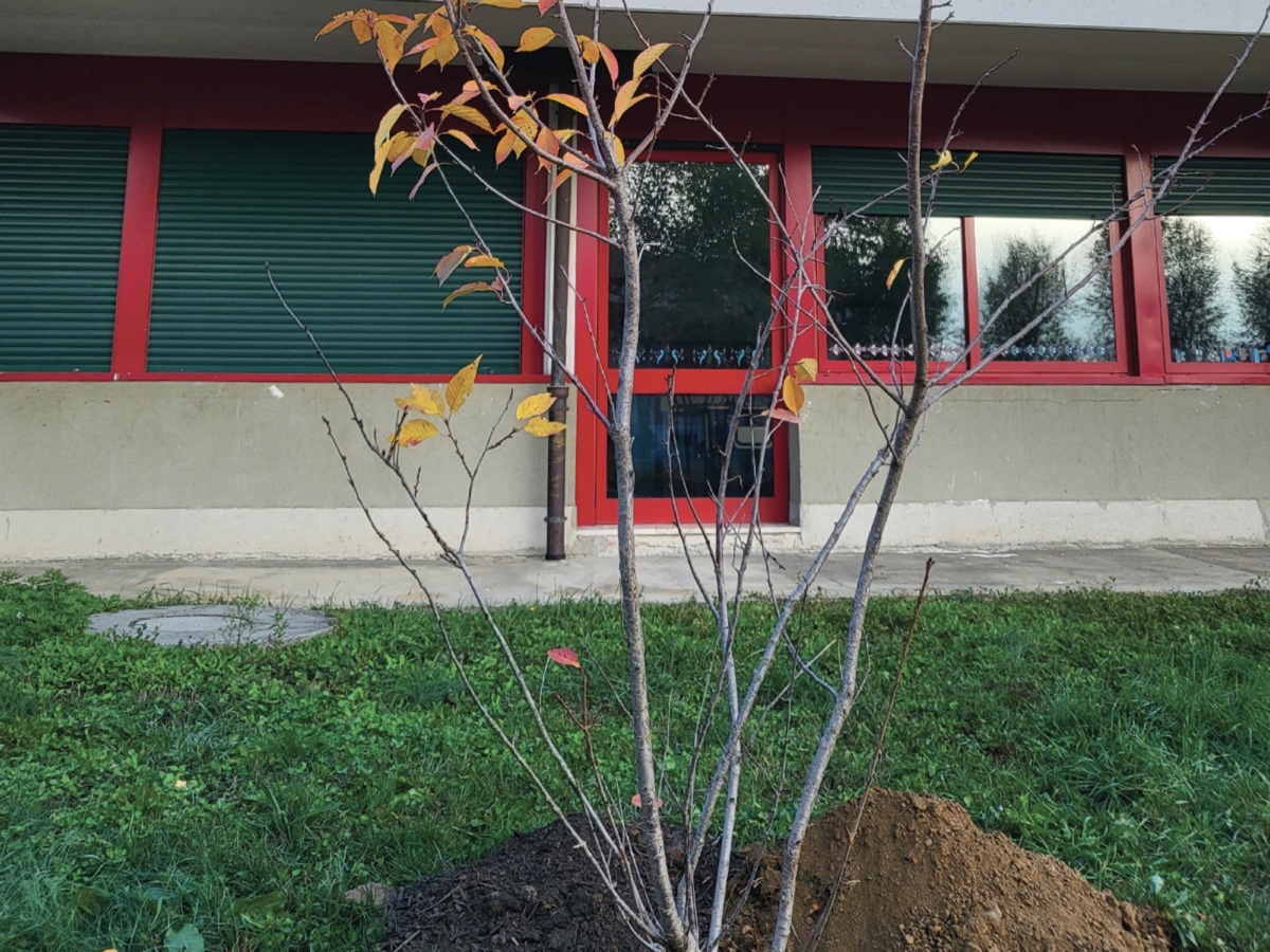 Suzuki celebrates national tree day with Sakura cherry trees